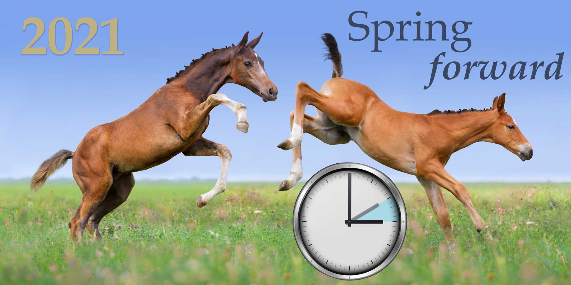 Spring Forward in the Equine Industry | The Grooms List